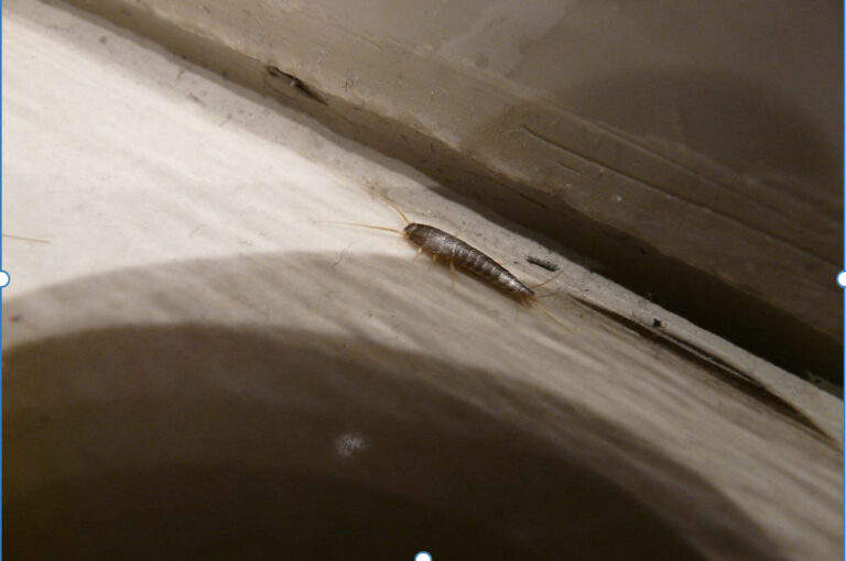 Silverfish in the Bathroom - Lockdown Loo
