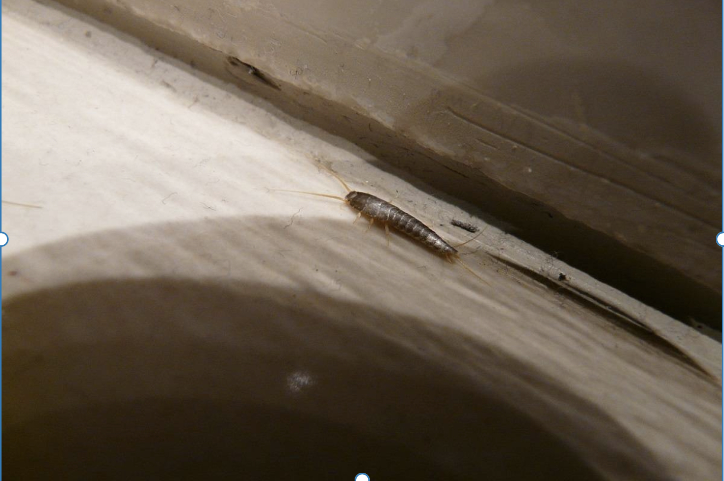Silverfish in the Bathroom - Lockdown Loo